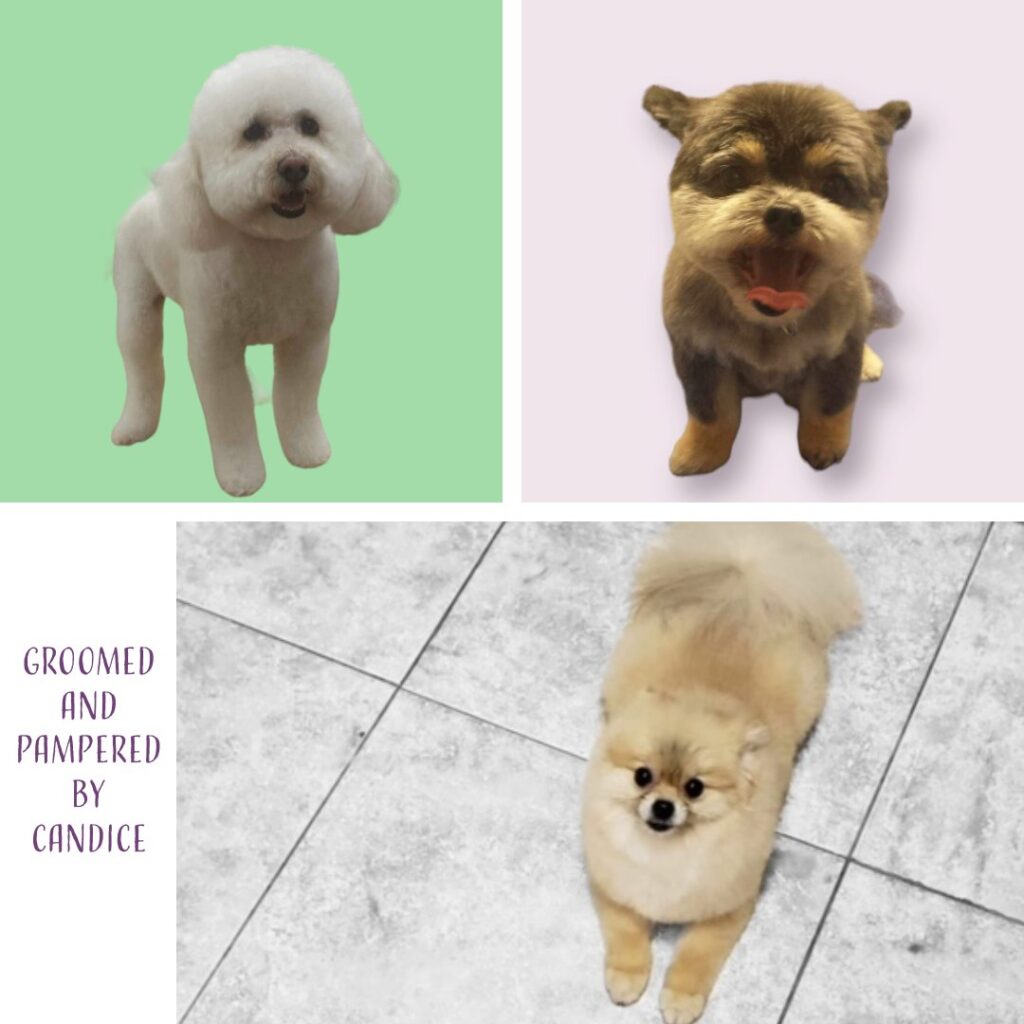 Gallery - Furry Beginnings Pet Grooming Gilbert AZ